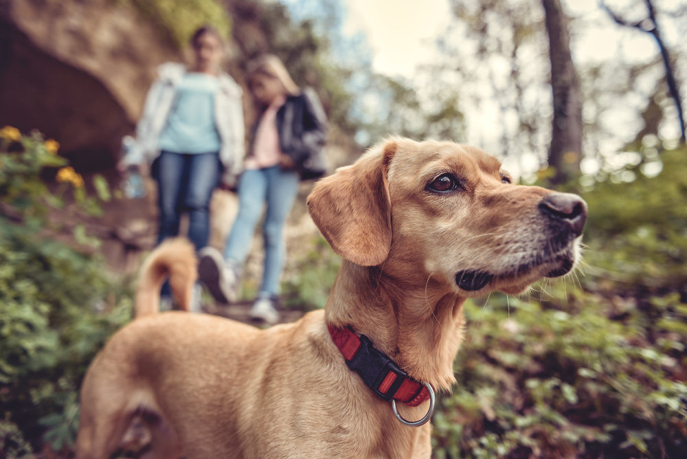 The Do's and Don'ts of Bringing a New Dog into Your Home – Trooper ...
